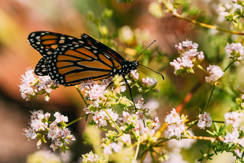 Best Monarch Nectar Plants for California Gardens