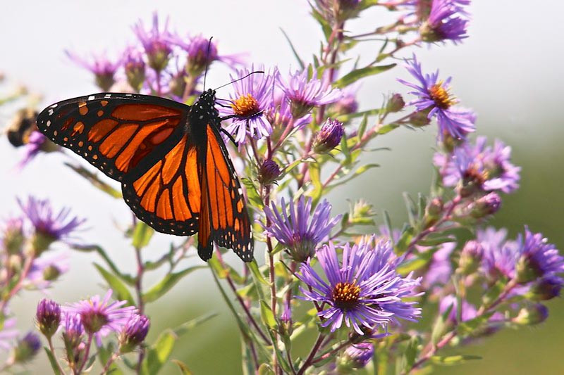 Monarch Nectar Plants for Vermont