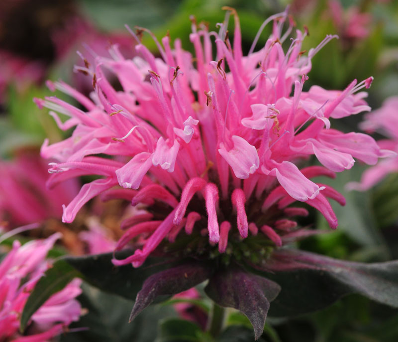 Monarda 'Balmy Pink' (Bee Balm)