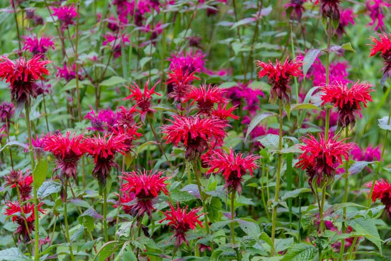 Monarda 'Fireball' (Bee Balm)