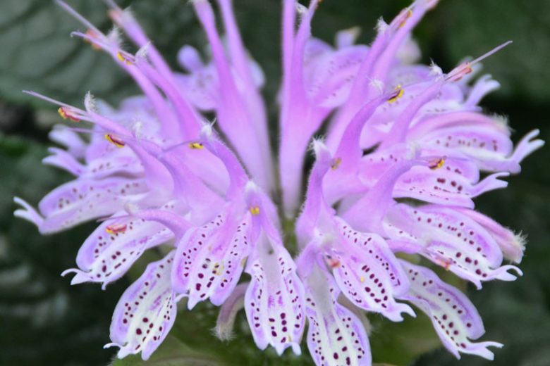 Monarda 'Leading Lady Lilac' (Bee Balm)