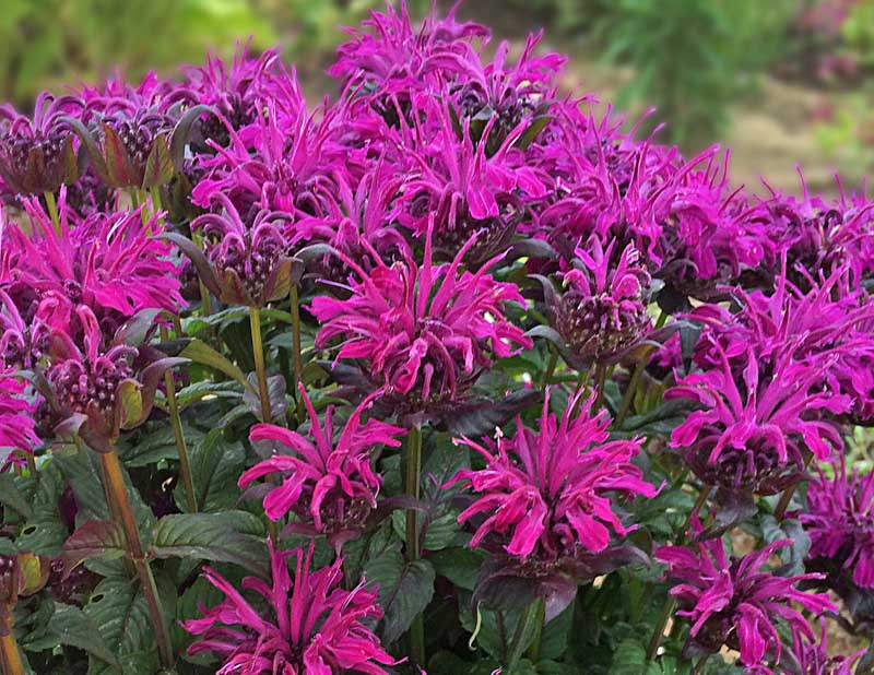 Monarda 'Rockin' Raspberry' (Bee Balm)