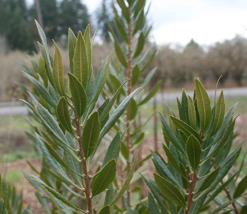 Myrica Californica