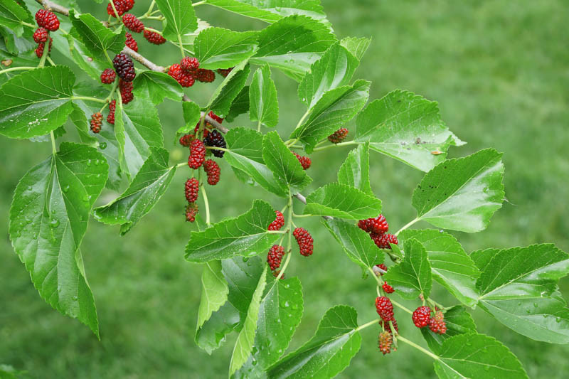 Morus alba 'Pendula' (Weeping White Mulberry)