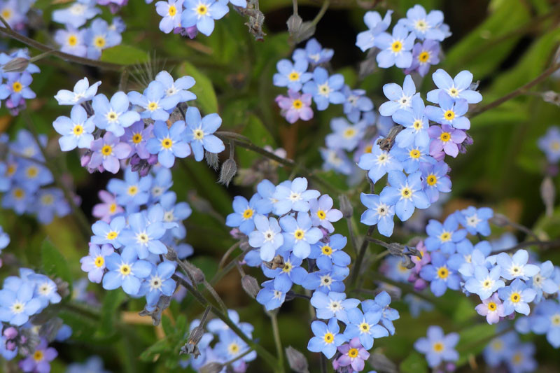 Myosotis alpestris (Alpine Forget-Me-Not)