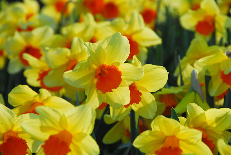 Narcissus 'Fortissimo' (Large-Cupped Daffodil)