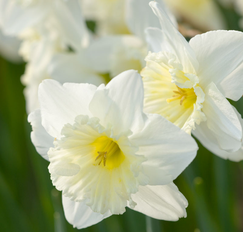 Narcissus 'Ice Follies' (Large-Cupped Daffodil)