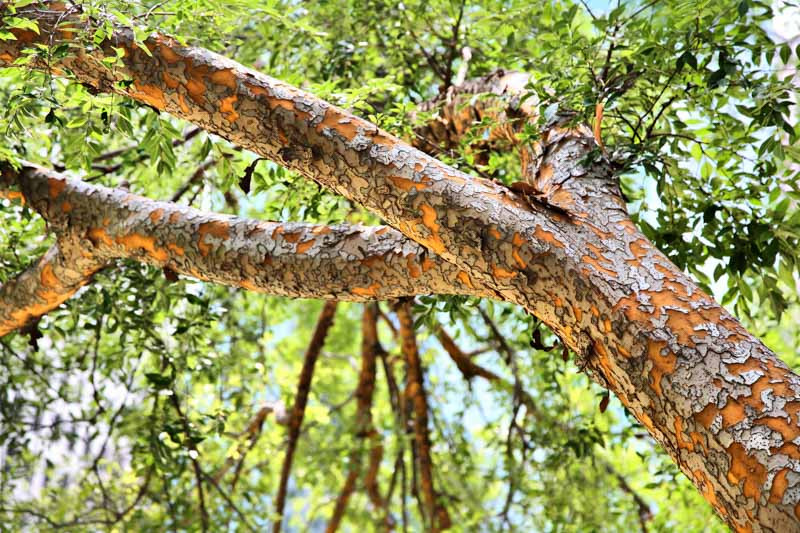 Chinese Elm Tree Pod
