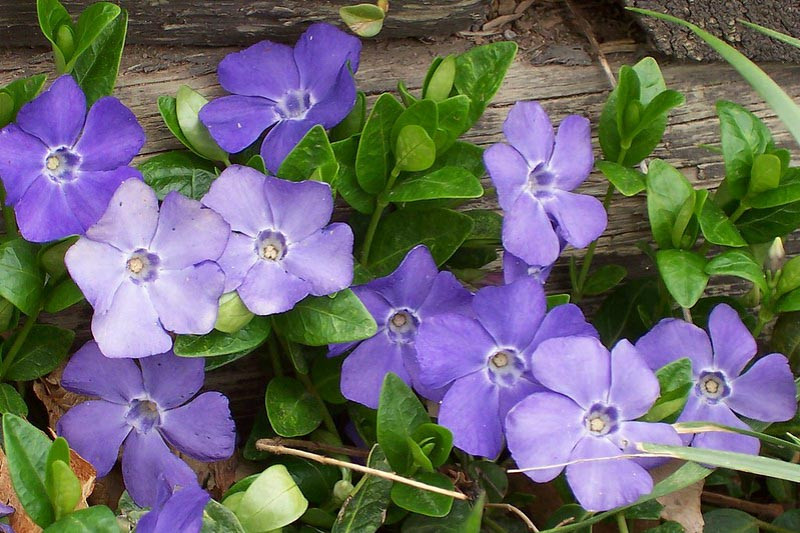 Common Periwinkle Plant