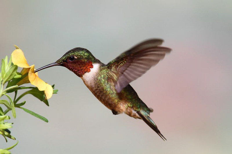 Native Plants for Hummingbirds in Central Rappahannock, VA