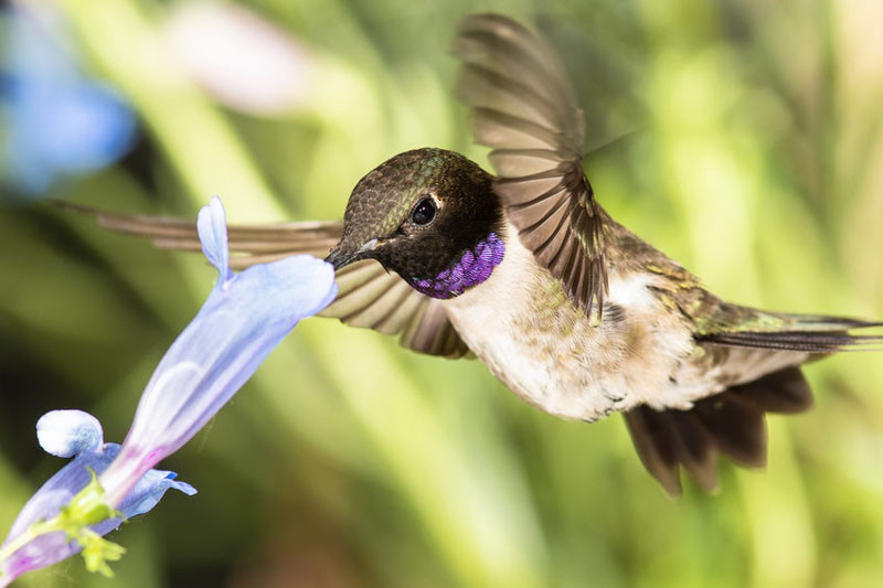 Hummingbird Magnet Plants – Northern Neck Native Guide