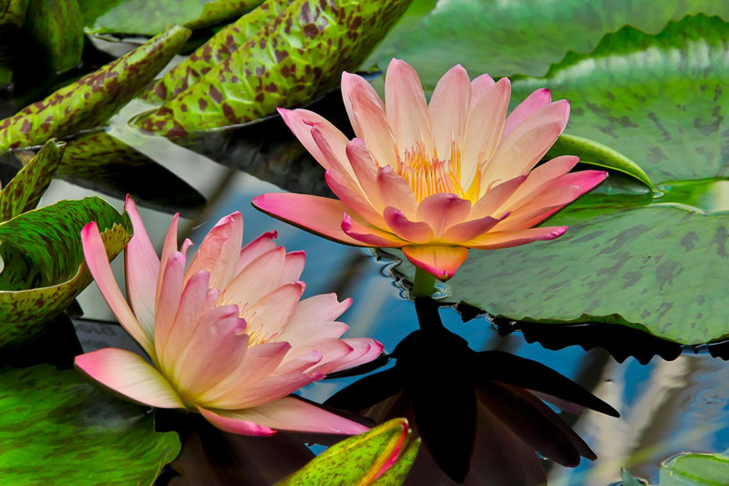 Nymphaea 'Albert Greenberg' (Tropical Water Lily)