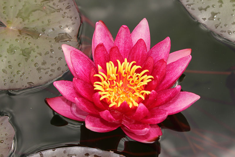 Nymphaea 'Atropurpurea' (Hardy Water Lily)
