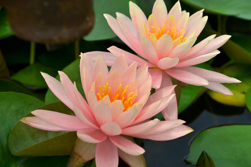 Nymphaea 'Colorado' (Hardy Water Lily)