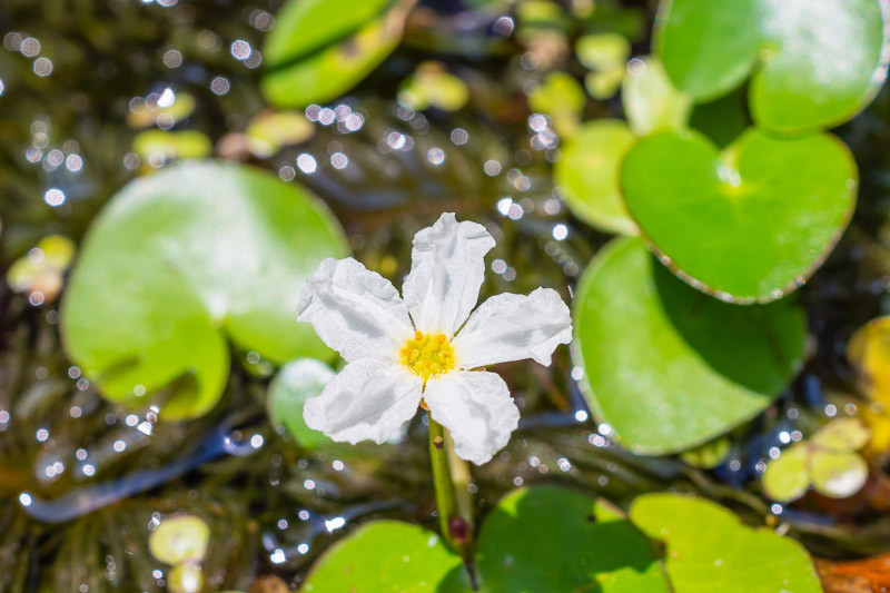 Nymphoides aquatica (Floating Heart)