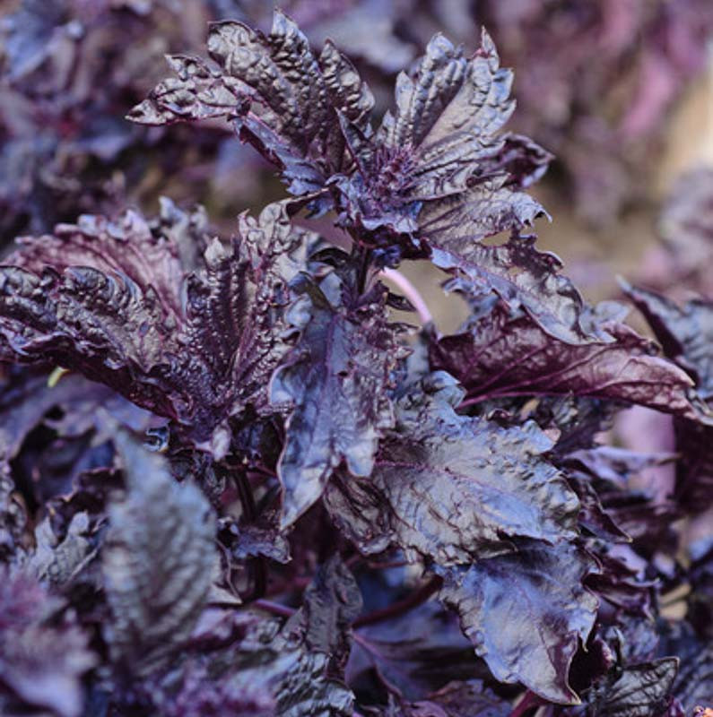 Ocimum basilicum var. purpurascens 'Purple Ruffles' (Purple Basil)