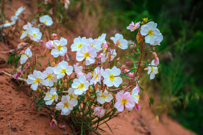 Oenothera pallida (Pale Evening Primrose)