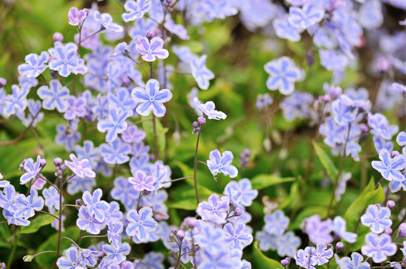 Omphalodes cappadocica 'Starry Eyes' (Cappadocian Navelwort)
