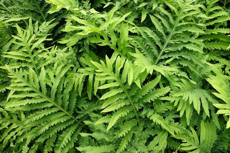Onoclea sensibilis (Sensitive Fern)
