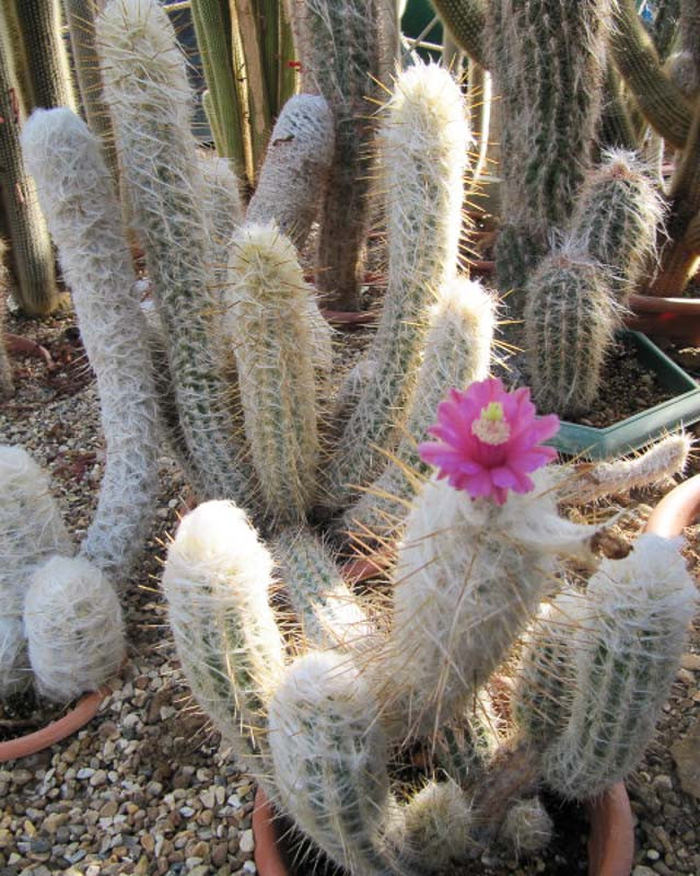 Oreocereus leucotrichus (Old Man Of The Andes)