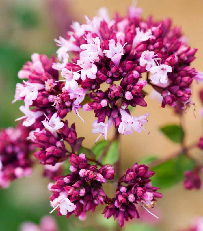 Oregano Flowers Growing Oregano: Care, Tips & More | Kellogg Garden