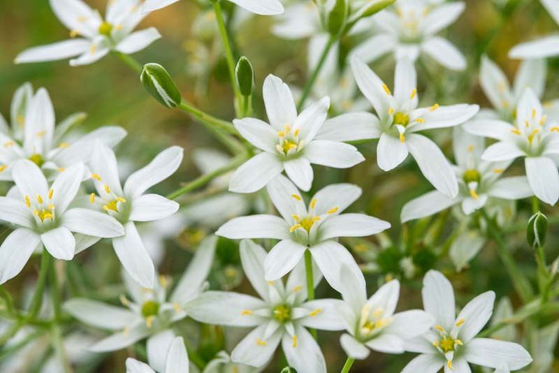 Ornithogalum umbellatum (Star of Bethlehem)