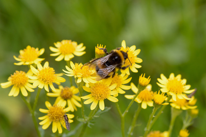 Packera aurea (Golden Ragwort)