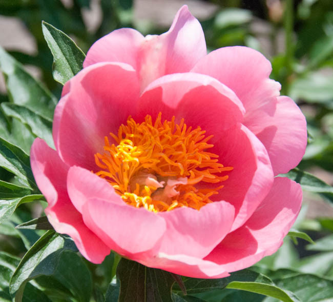 Paeonia 'Lovely Rose' (Peony)