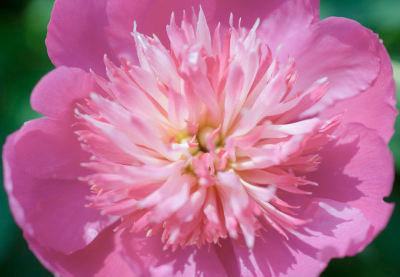Paeonia lactiflora 'Fancy Nancy' (Peony)