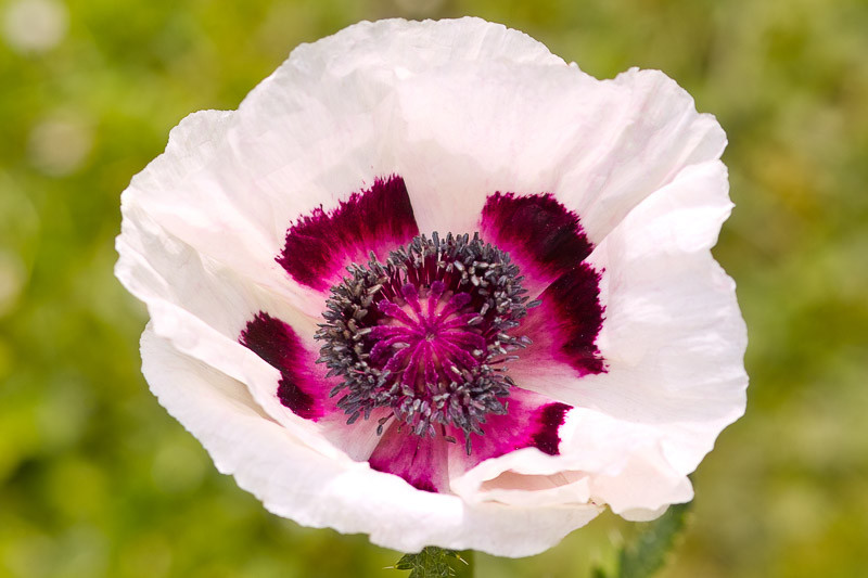 Papaver orientale 'Perry’s White' (Oriental Poppy)