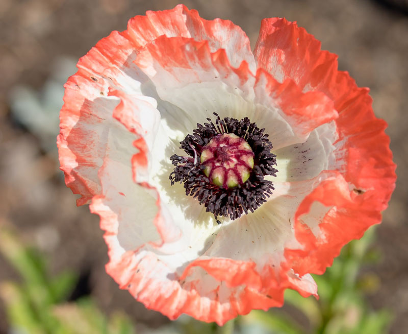 Papaver orientale 'Picotée' (Oriental Poppy)