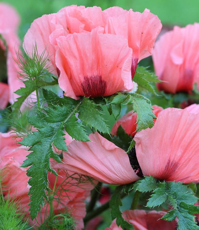 Papaver orientale 'Raspberry Queen' (Oriental Poppy)