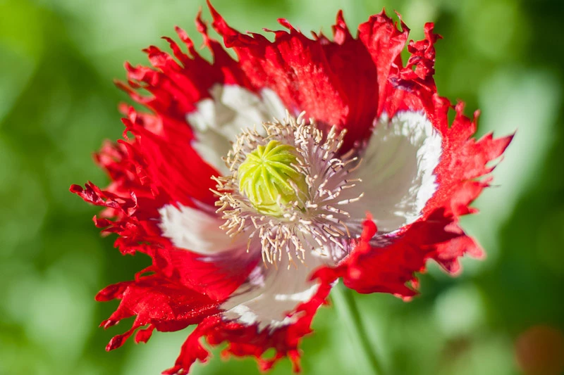 Native Denmark Flowers | Best Flower Site