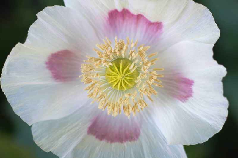 Papaver somniferum 'Blue Moon' (Opium Poppy)