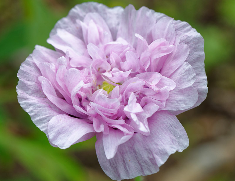 Papaver somniferum (Paeoniiflorum Group) 'Candy Floss' (Opium Poppy)