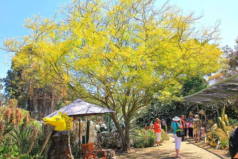 Parkinsonia Texas Retama Tree (Parkinsonia Aculeata) In Bloom,