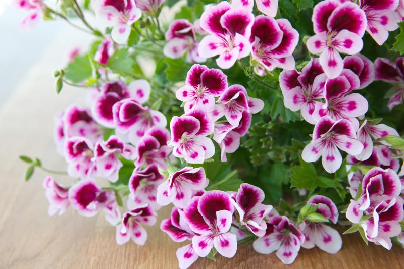 Pelargonium (Geranium): How to Grow and Care with Success