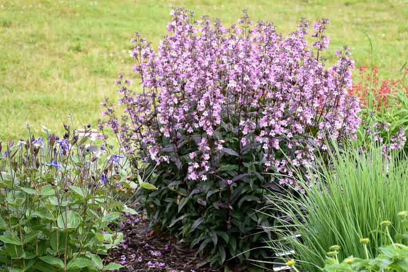 Penstemon 'Midnight Masquerade' (Beardtongue)