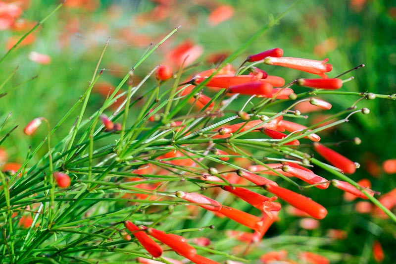 Penstemon Pinifolius