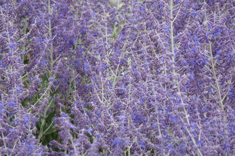 Salvia 'Little Spire' (Russian Sage)