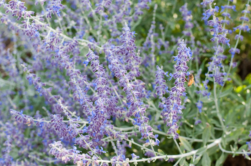 Salvia yangii (Russian Sage)