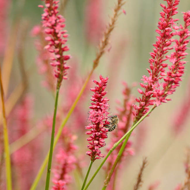 Persicaria amplexicaulis 'Firetail' (Mountain Fleece)