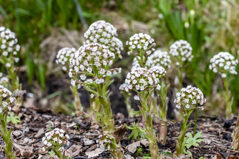 Petasites frigidus var. palmatus (Arctic Sweet Coltsfoot)