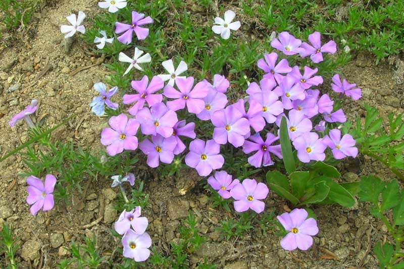 Phlox diffusa (Spreading Phlox)