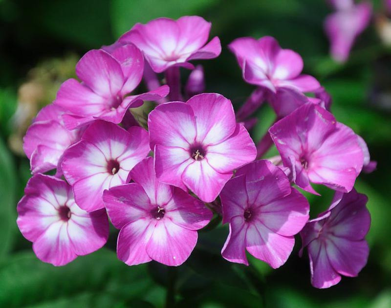Phlox paniculata Flame Purple Eye (Garden Phlox)