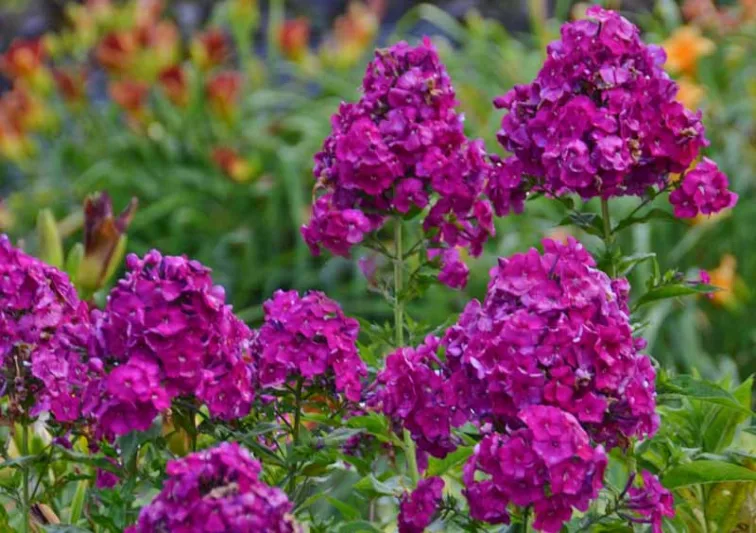 Phlox paniculata 'Nicky' (Garden Phlox)