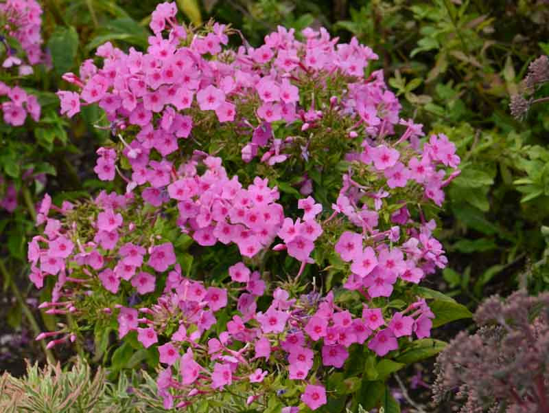 Pink Phlox