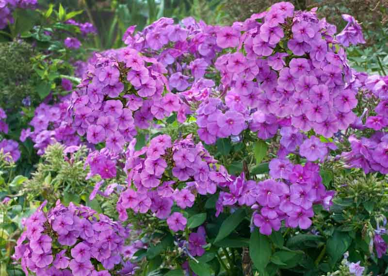 Purple Phlox Flower
