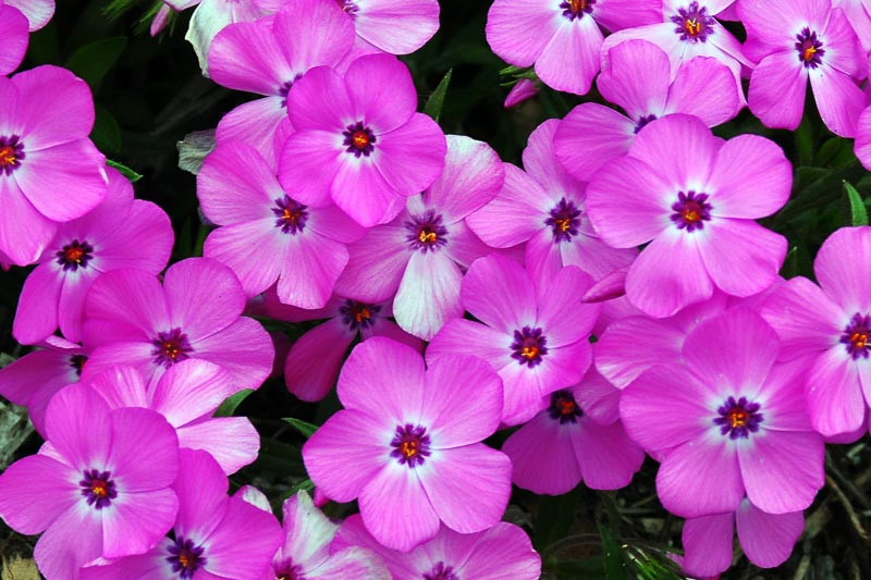 Phlox x procumbens 'Pink Profusion' (Hybrid Spring Phlox)