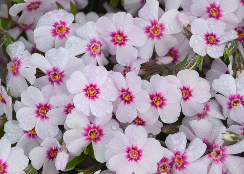 Phlox subulata 'Coral Eye' (Creeping Phlox)